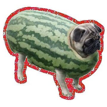 "Watermelon Doggo" Sticker for Sale by CVP CVP | Redbubble
