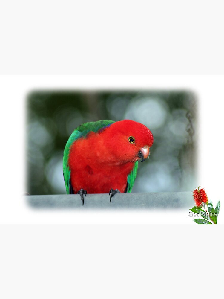 King Parrot, Colours of Christmas" Sticker by GeoPipics | Redbubble
