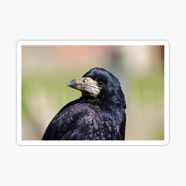 "Rook portrait" Sticker for Sale by GreyFeatherPhot | Redbubble