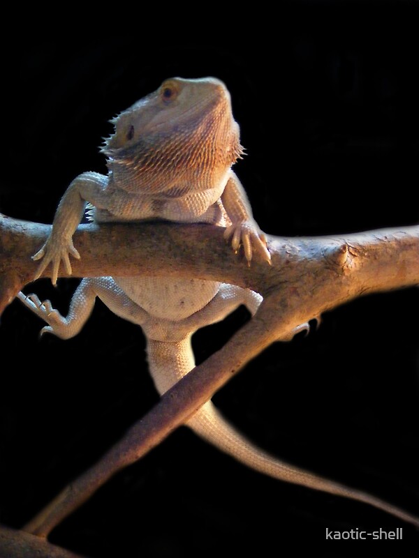 "I am......Ninja Lizard" by kaotic-shell | Redbubble