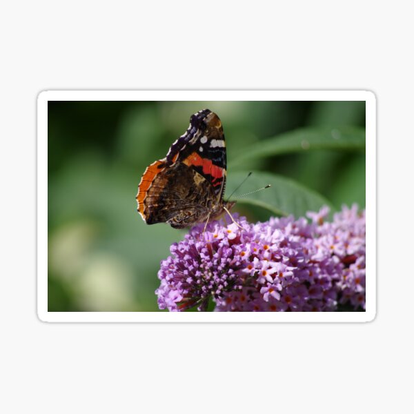 "Red Admiral Butterfly" Sticker for Sale by CORNISHPHOTOS | Redbubble