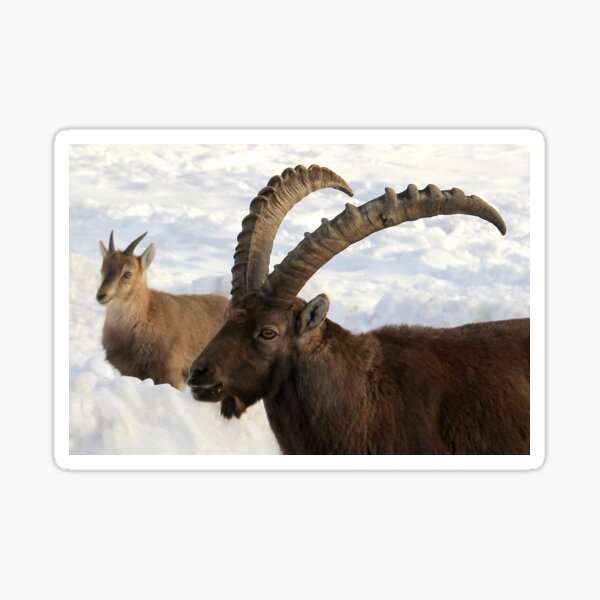 vette Shop | Redbubble