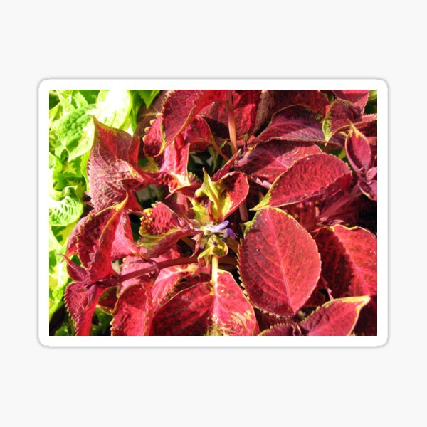 "Ominous Beauty - Flowering Coleus" Sticker by BlueMoonRose | Redbubble