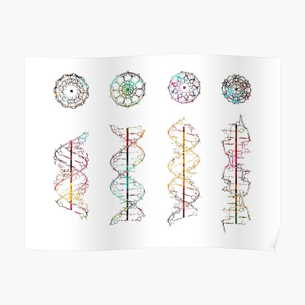 "DNA helix conformation Print A-form B-form C-form and Z-form DNA ...