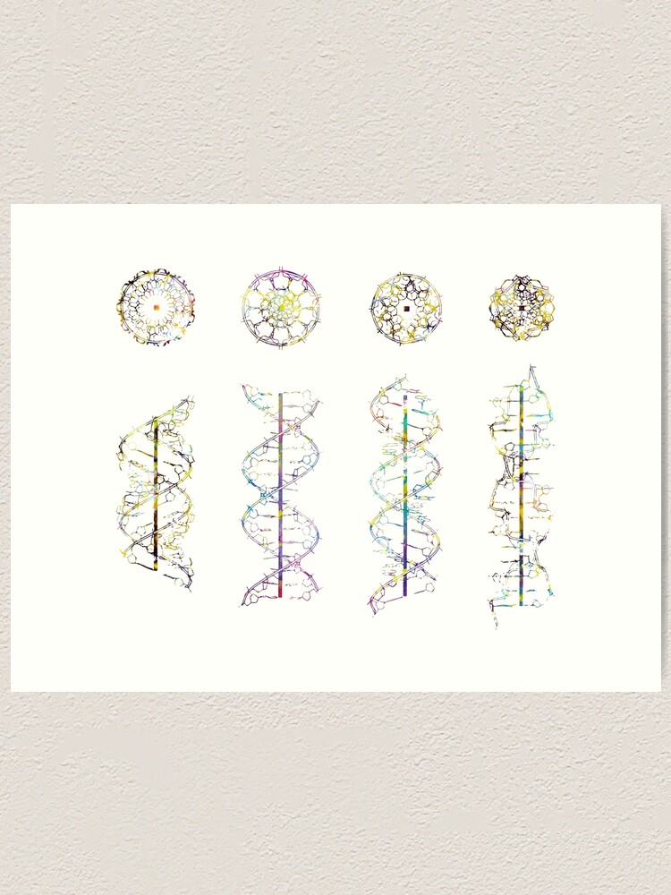 "DNA helix conformation Print A-form B-form C-form and Z-form DNA ...