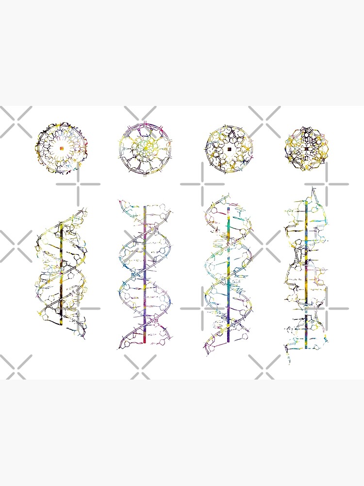 "DNA helix conformation Print A-form B-form C-form and Z-form DNA ...