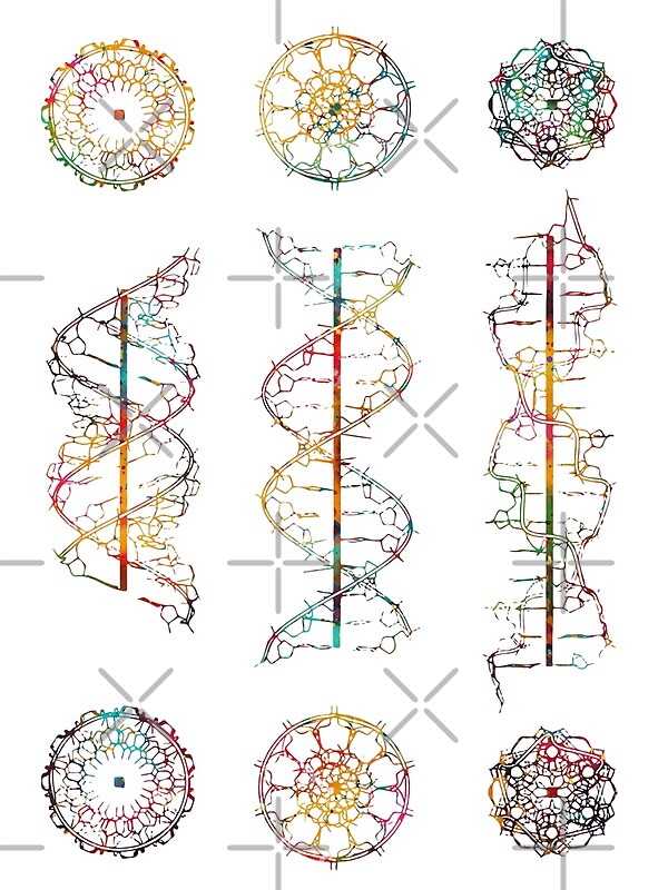 "DNA helix conformation Print A-form B-form and Z-form DNA Genetic Art ...