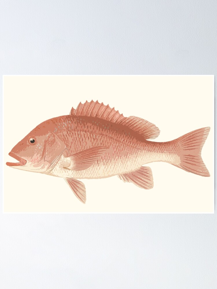 "Red Snapper - Fish Graphic" Poster by msellers27 | Redbubble