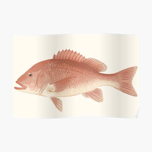 "Red Snapper - Fish Graphic" Poster by msellers27 | Redbubble