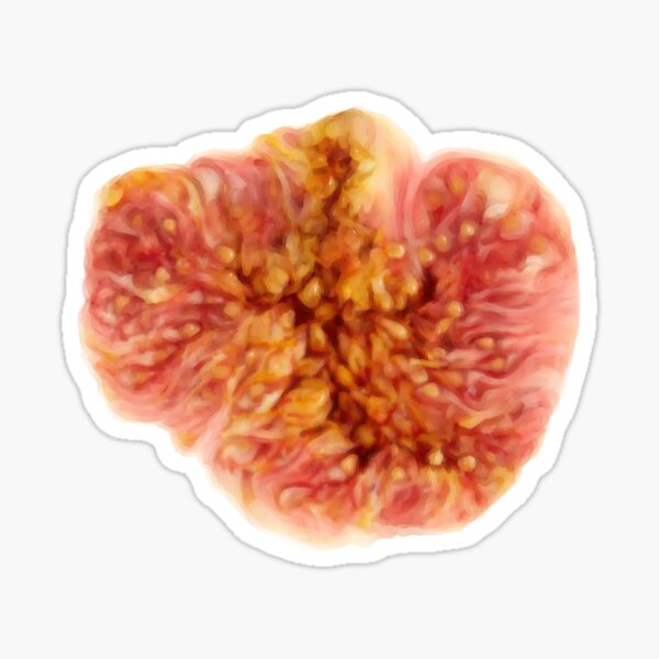 "FIG" Sticker by desmodontinae | Redbubble