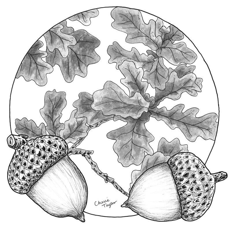 "Autumn Acorn Circle " by Cherie Taylor | Redbubble