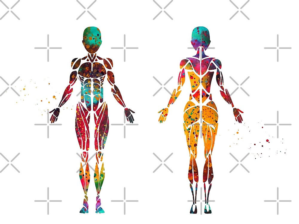 "Female muscular System" by erzebetth | Redbubble