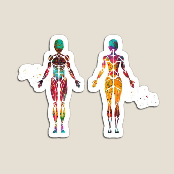 Muscular System Gifts & Merchandise | Redbubble