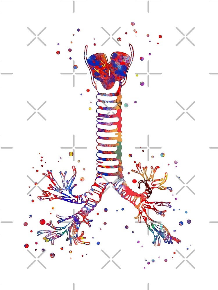 "Windpipe, windpipe anatomy" by Rosaliartbook | Redbubble
