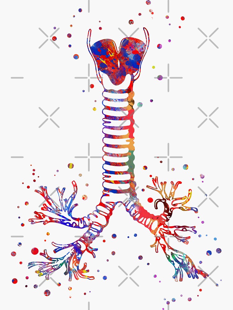 "Windpipe, windpipe anatomy" Sticker for Sale by Rosaliartbook | Redbubble
