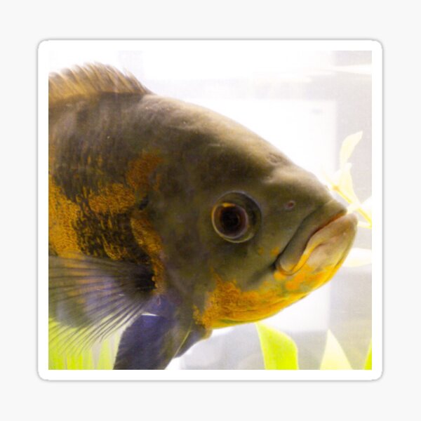 Asiantiger247 Shop | Redbubble