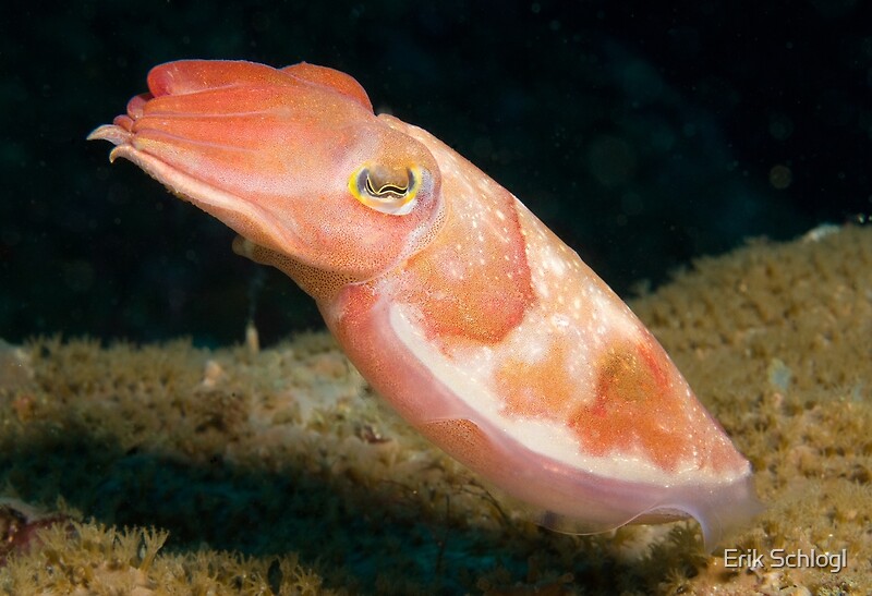"Reaper Cuttlefish, Sydney Harbour" by Erik Schlogl | Redbubble