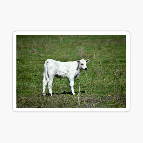 "Calf" Sticker for Sale by PicsByDerek | Redbubble