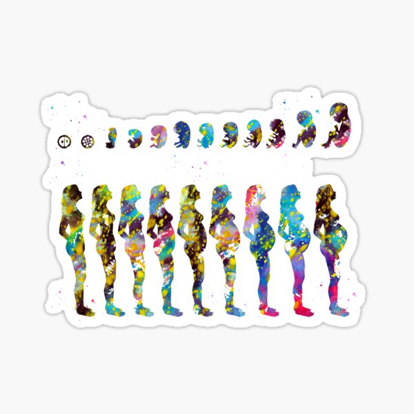 "Pregnancy stages" Sticker for Sale by erzebetth | Redbubble