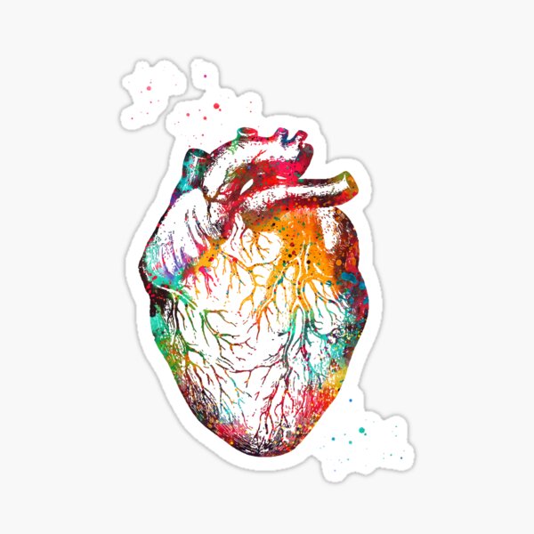 "Heart Anatomy" Sticker by erzebetth | Redbubble