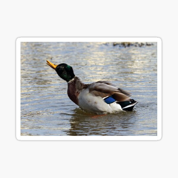 "Head shake" Sticker for Sale by GreyFeatherPhot | Redbubble