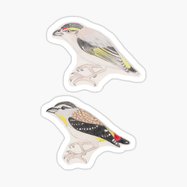 "Pardolotes (finches)" Sticker for Sale by Wyverntales | Redbubble