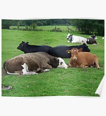 Jersey Cow: Posters | Redbubble