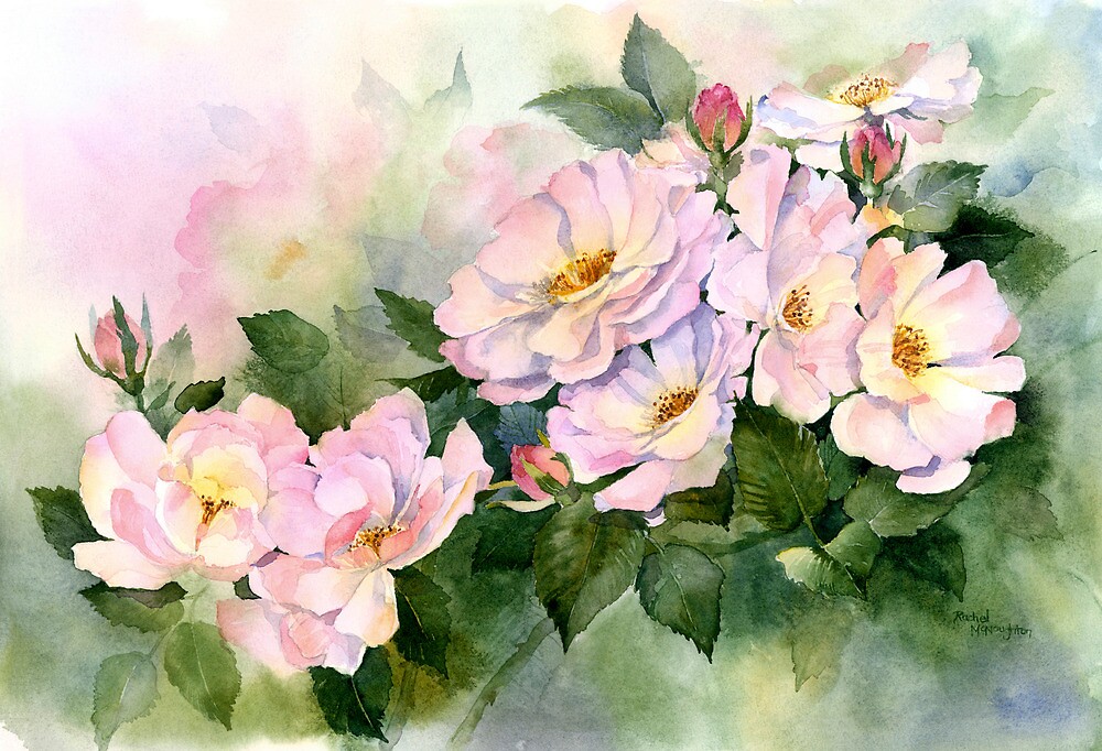 "Rambling Rose" by artbyrachel | Redbubble