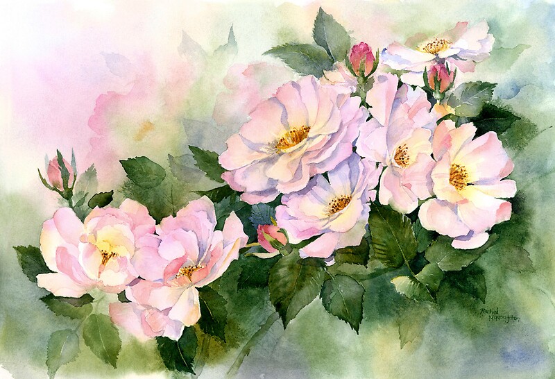 "Rambling Rose" by artbyrachel | Redbubble
