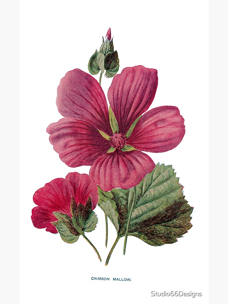 "Crimson Mallow Print, Original Flower Print, Botanical Antique ...
