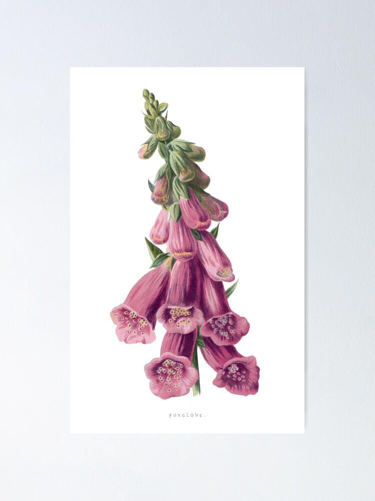 "Foxglove Print, Original Flower Print, Botanical Antique, Antique ...