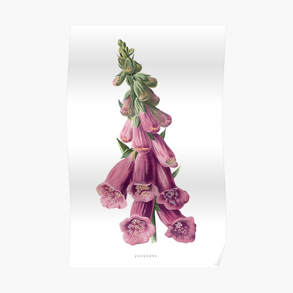 "Foxglove Print, Original Flower Print, Botanical Antique, Antique ...