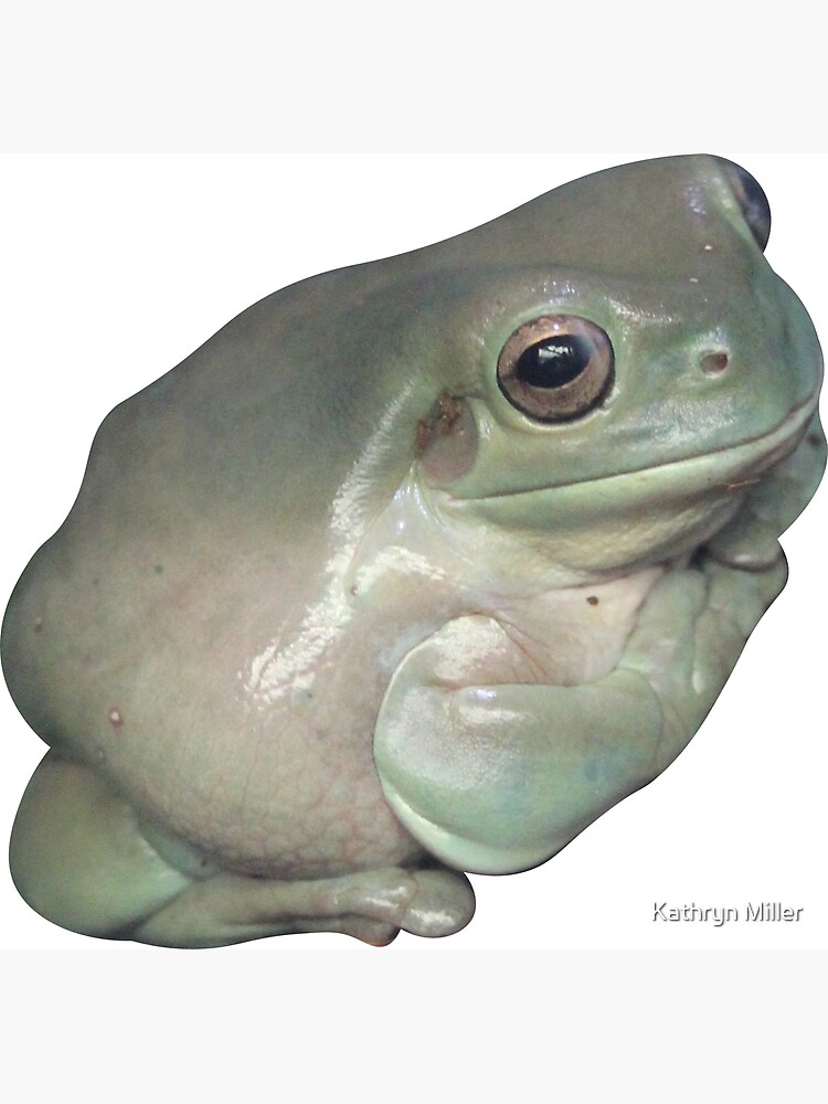 "Toad" Poster for Sale by Nastee | Redbubble