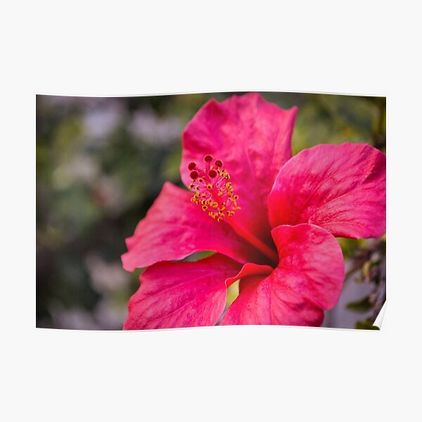 "Hibiscus flower" Poster by sunilbhar | Redbubble