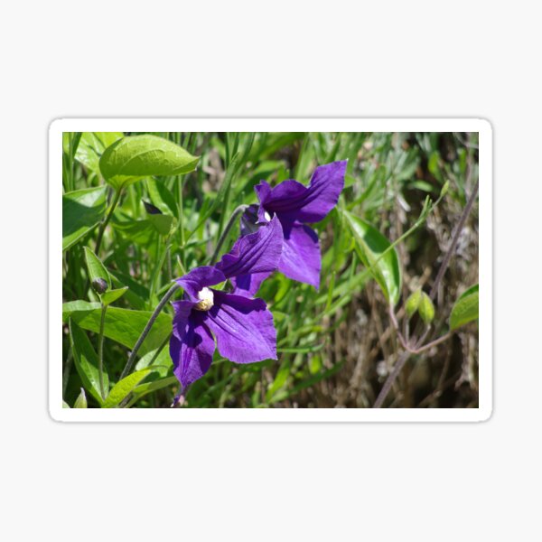 "Clematis" Sticker for Sale by CORNISHPHOTOS | Redbubble
