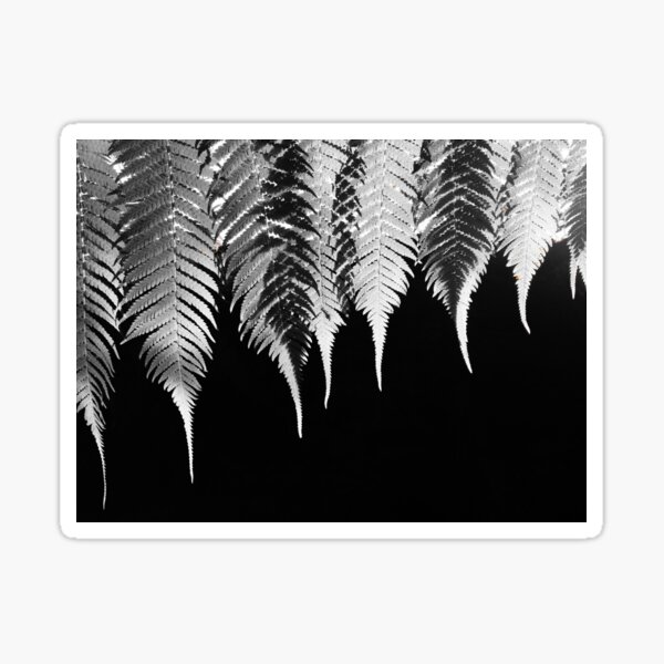 "Silver Ferns" Sticker by paulspoon | Redbubble