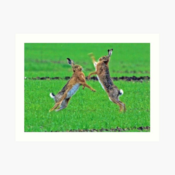 "Boxing Hares" Art Print for Sale by niki2028 | Redbubble