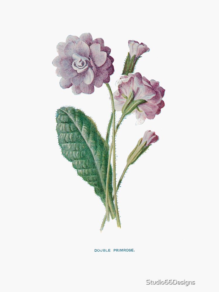 "Double Primrose Print, Original Flower Print, Botanical Antique ...