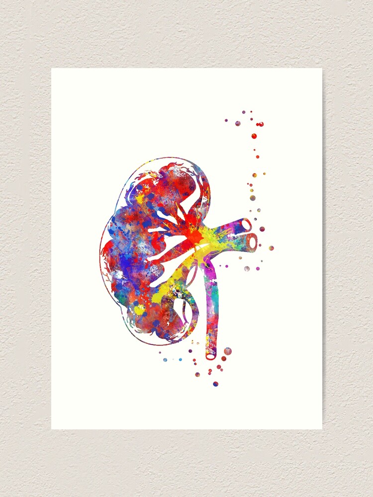 "Kidney section, human anatomy, urology, kidney " Art Print for Sale by ...