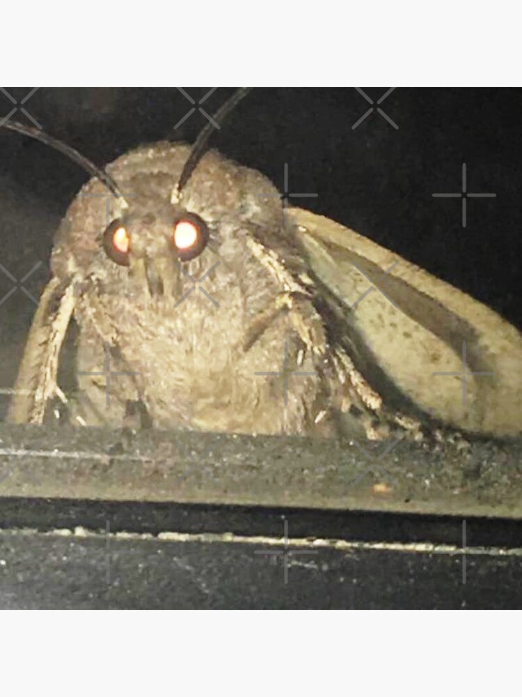 "Moth meme" Sticker by bgreenhalgh | Redbubble