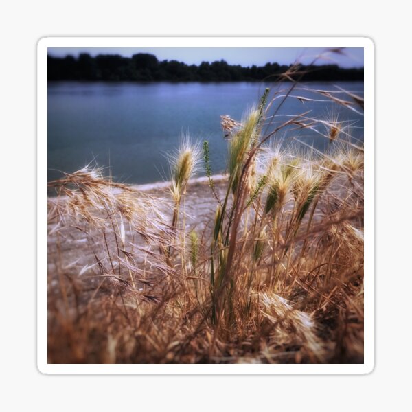 "Dry tares plant " Sticker for Sale by Khala | Redbubble