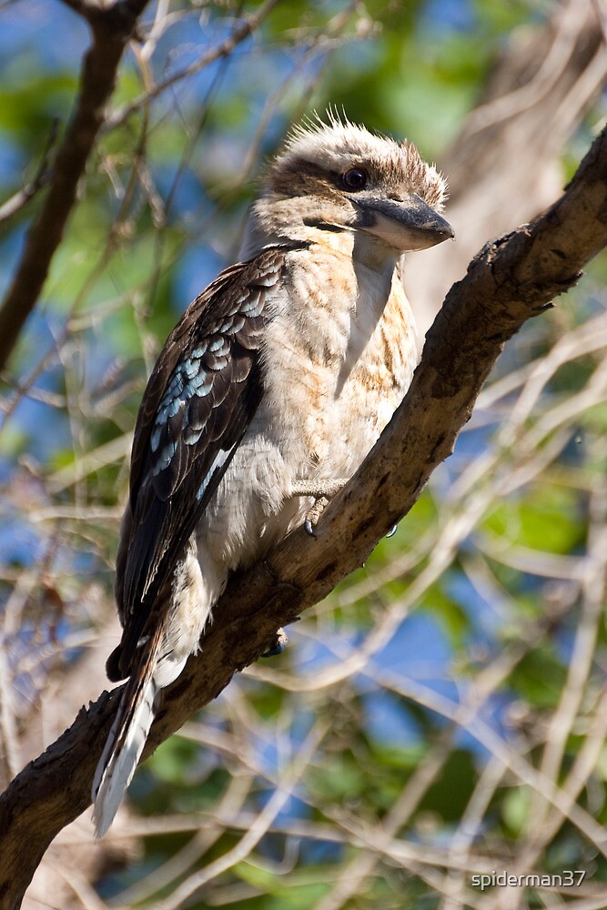 "Blue Winged Kookaburra - Kyogle - New South wales - Australia" by ...