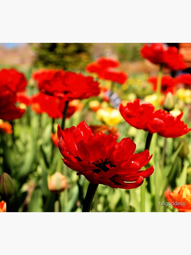 "Red Flower Patch" Framed Art Print for Sale by tvlgoddess | Redbubble