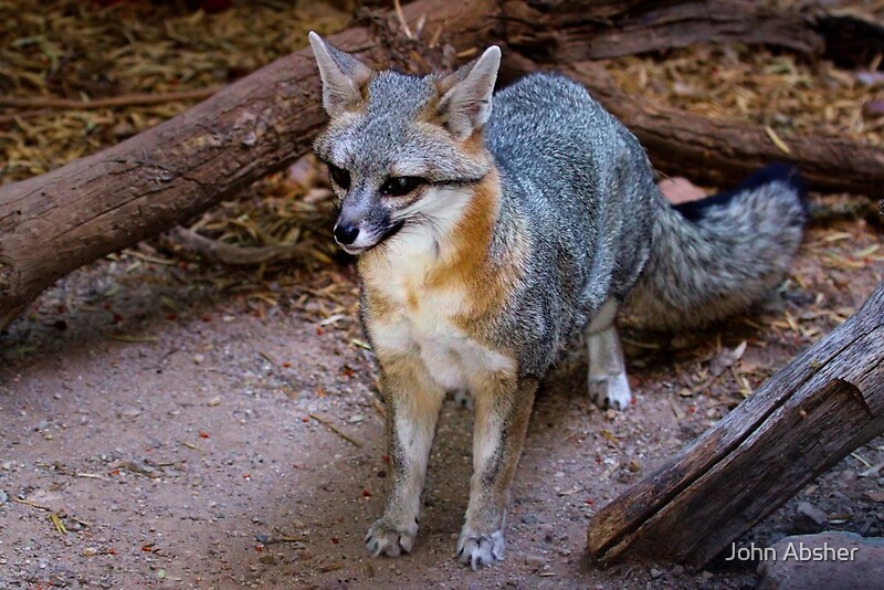 "Blue Fox - Arizona Sonoran Desert Museum" by John Absher | Redbubble