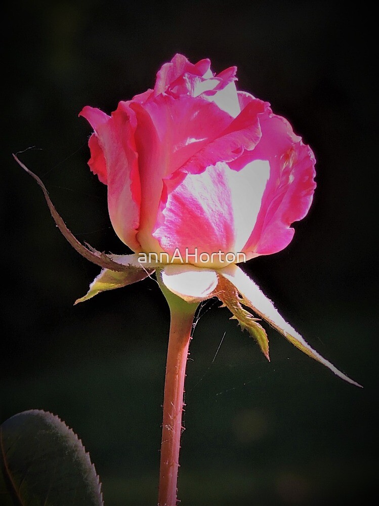 "Sweetheart Rose" by annAHorton | Redbubble