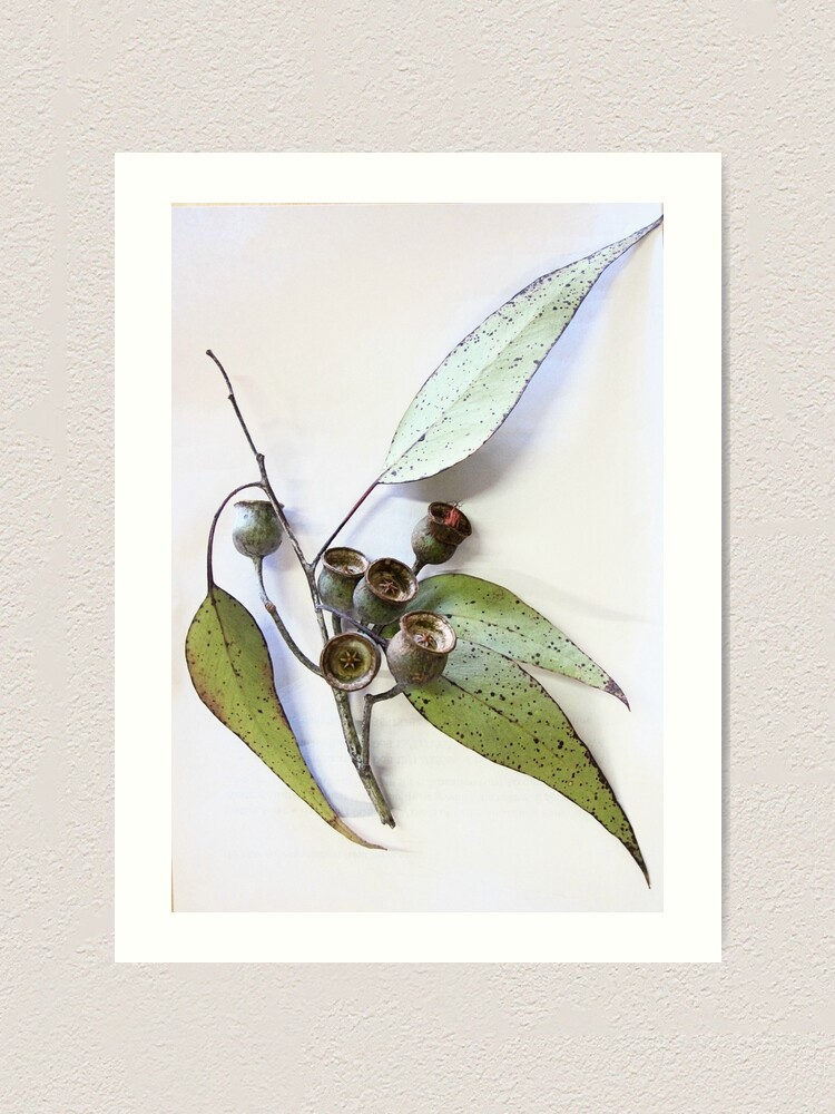 "Marri eucalypt leaves and nuts, Western Australia " Art Print for Sale ...