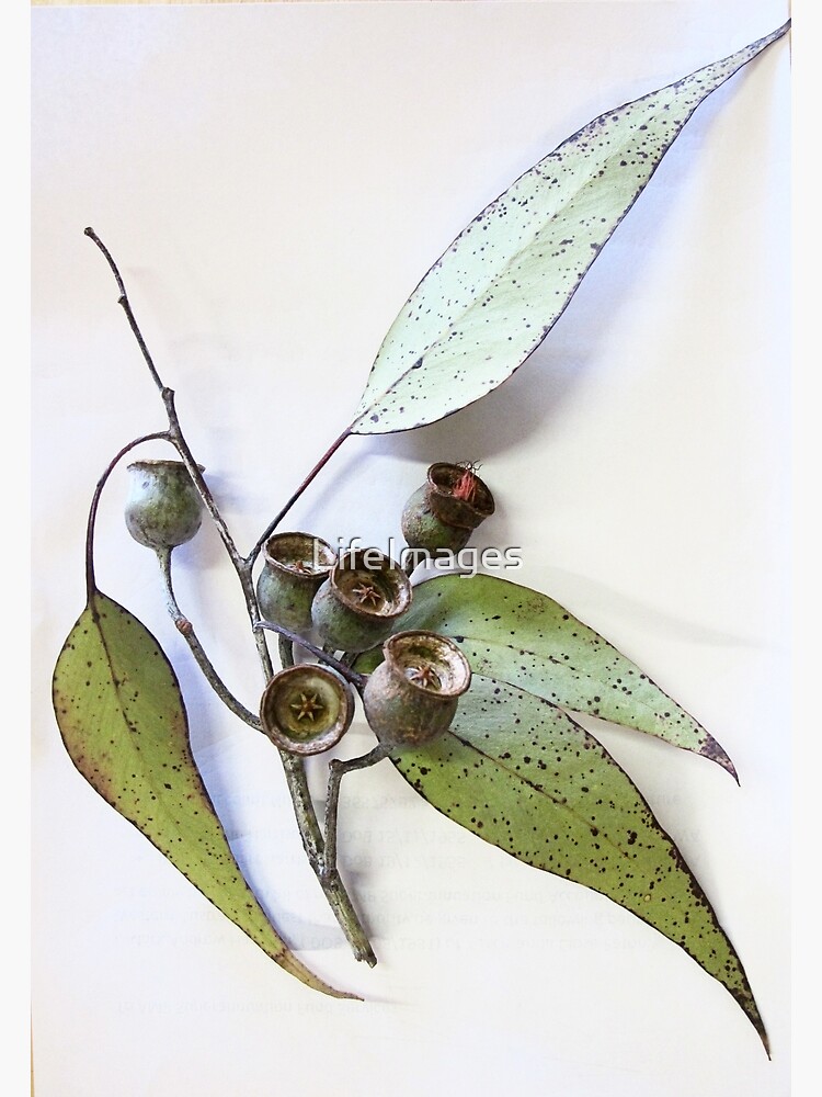 "Marri eucalypt leaves and nuts, Western Australia " Art Print for Sale ...