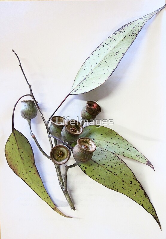 "Marri eucalypt leaves and nuts, Western Australia " by LifeImages ...