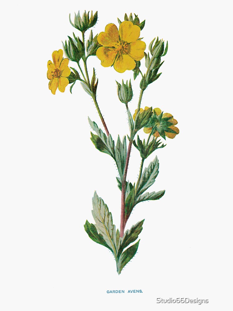 "Garden Avens Print, Original Flower Print, Botanical Antique, Antique ...