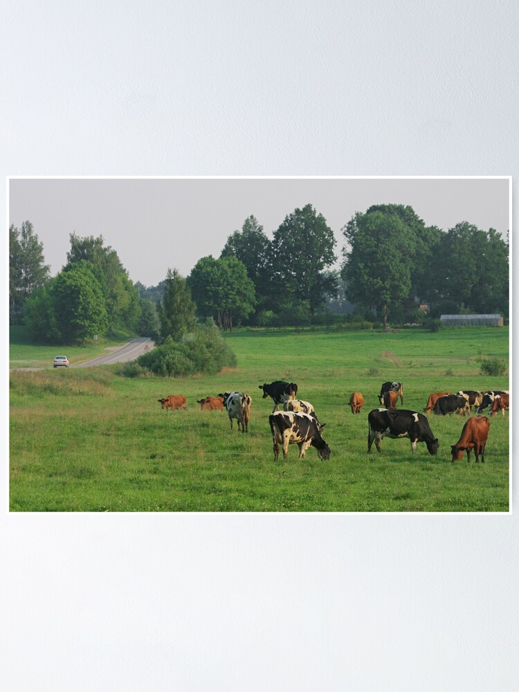 "Cows herd." Poster for Sale by fotorobs | Redbubble